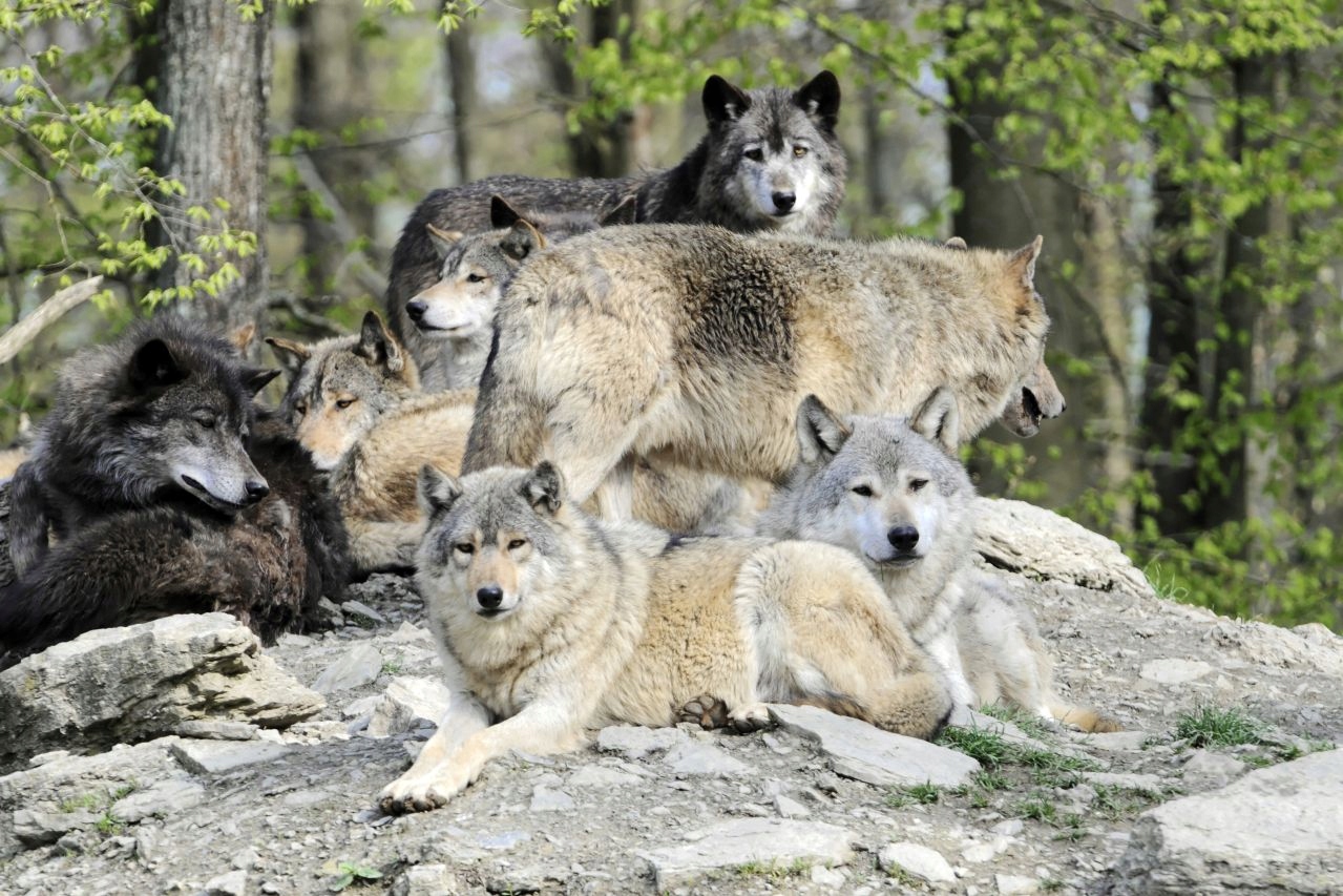 Plakat bez ramy 70 x 50 cm • Cena, Opinie • Plakaty 13438631622 • Allegro