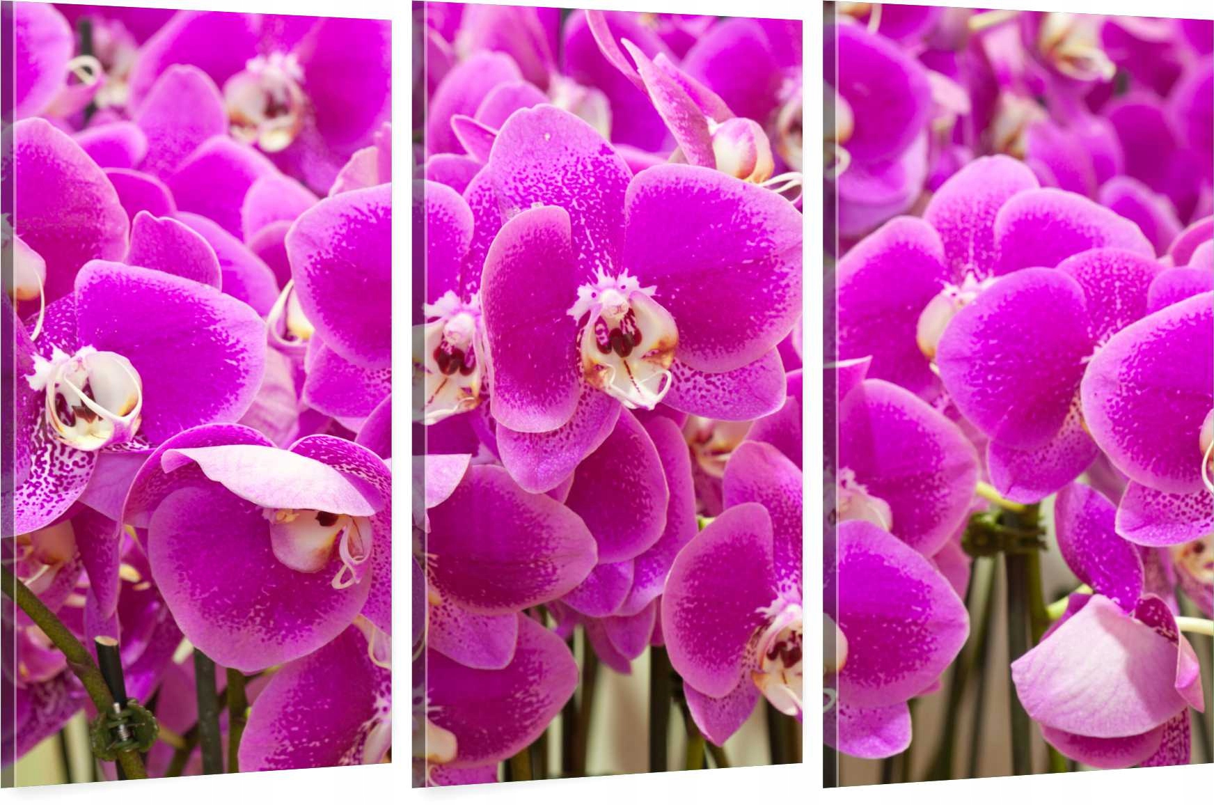 TRYPTYKI TRYPTYK OBRAZ ORCHIDEA KWIATY MAX WYBÓR • Cena, Opinie • Obrazki i obrazy 12627214235 ...