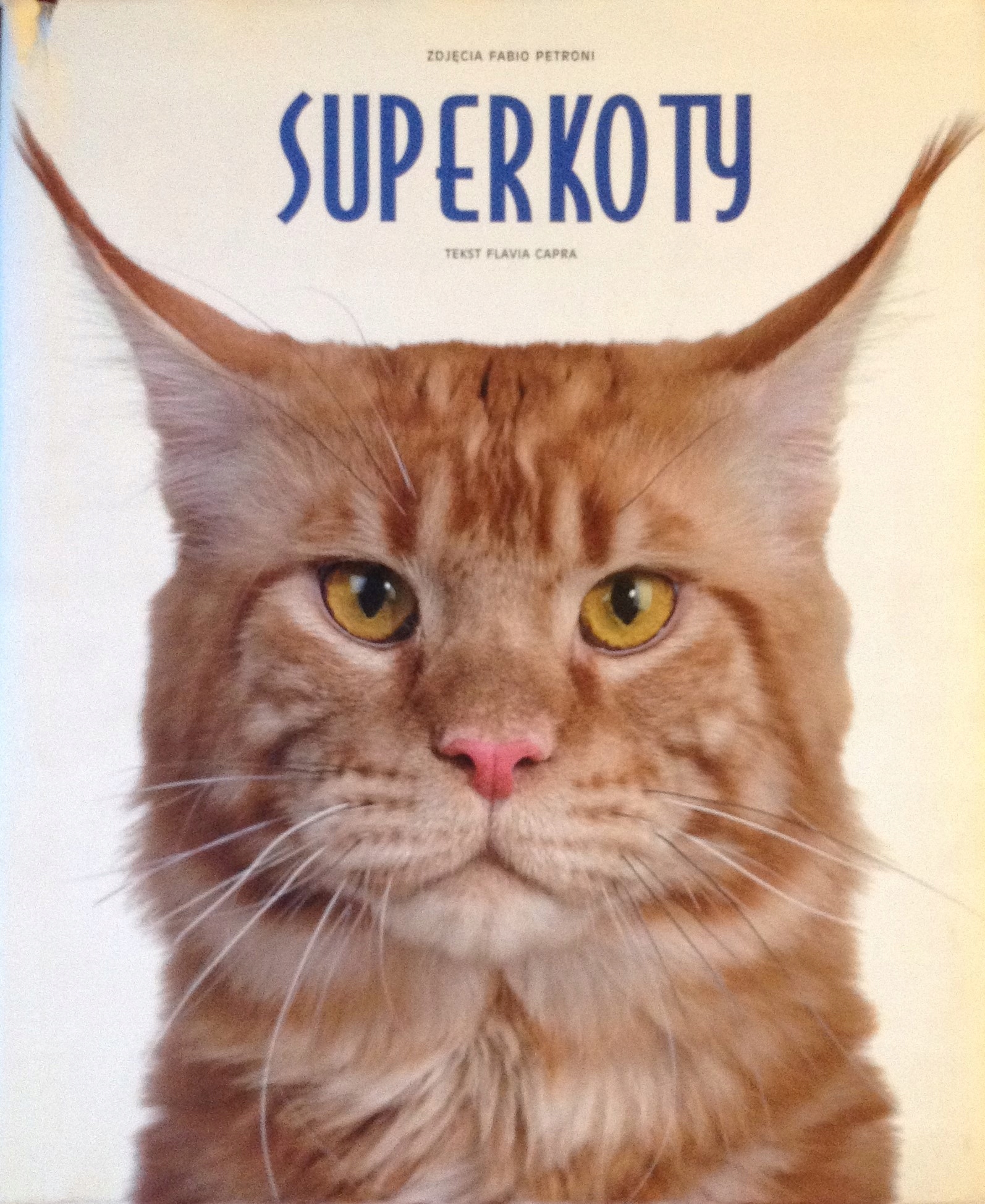 Superkoty - Niska cena na Allegro.pl