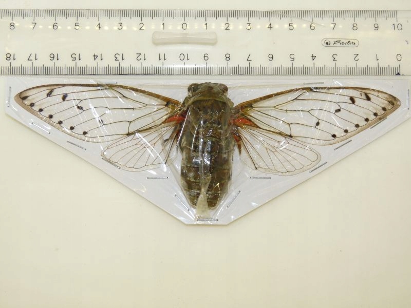 Cykada - Kolekcje owadów, pajęczaków i innych - Allegro.pl