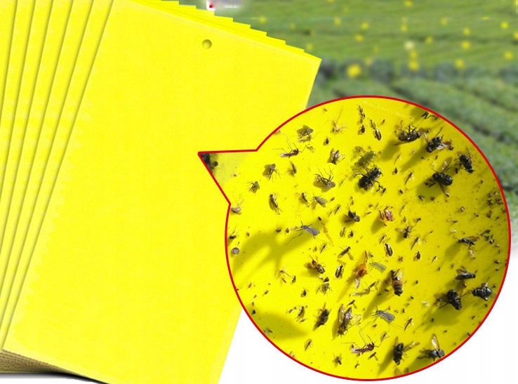 Pułapka Lep Na Owady GuardnAid Insect Catcher 5szt (5034517504602 ...