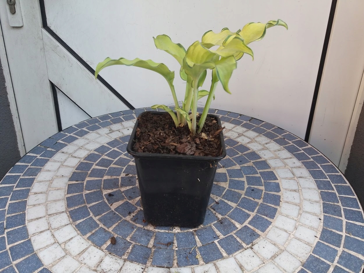 Hosta „Ripple Effect” - funkia • Cena, Opinie • Byliny ozdobne ...