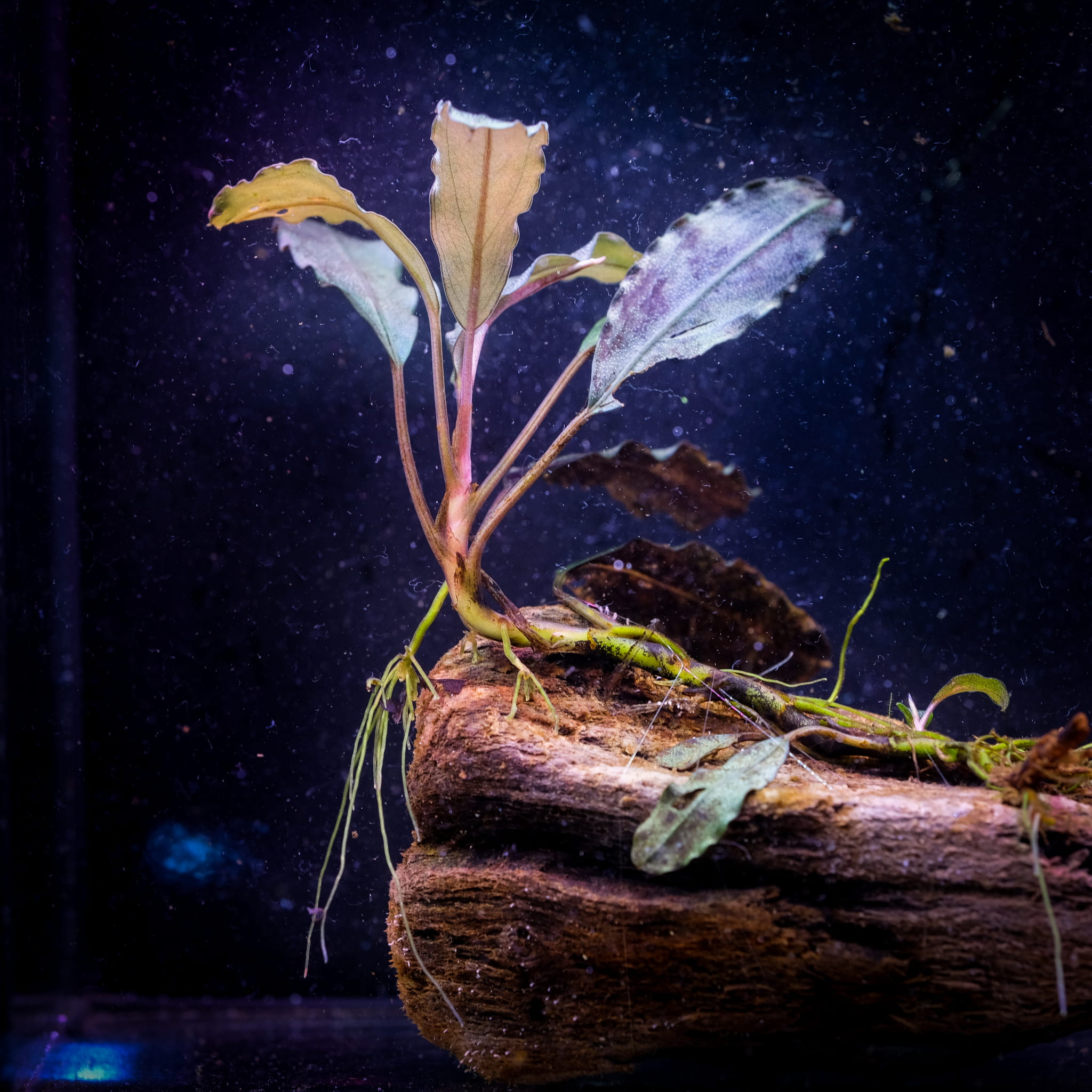 Bucephalandra BLACK CENTIPEDE HODOWLA PODWODNA • Cena, Opinie • Rośliny 8418933643 • Allegro