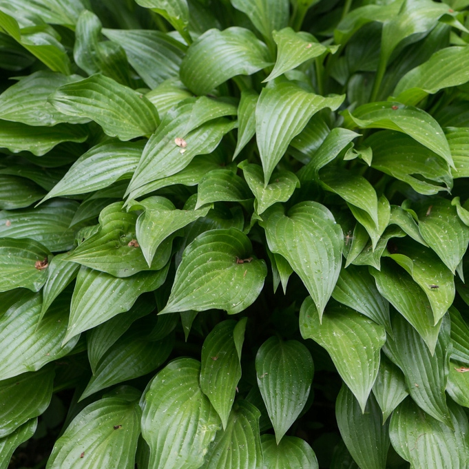 Hosta Funkia Invincible - Niska cena na Allegro.pl