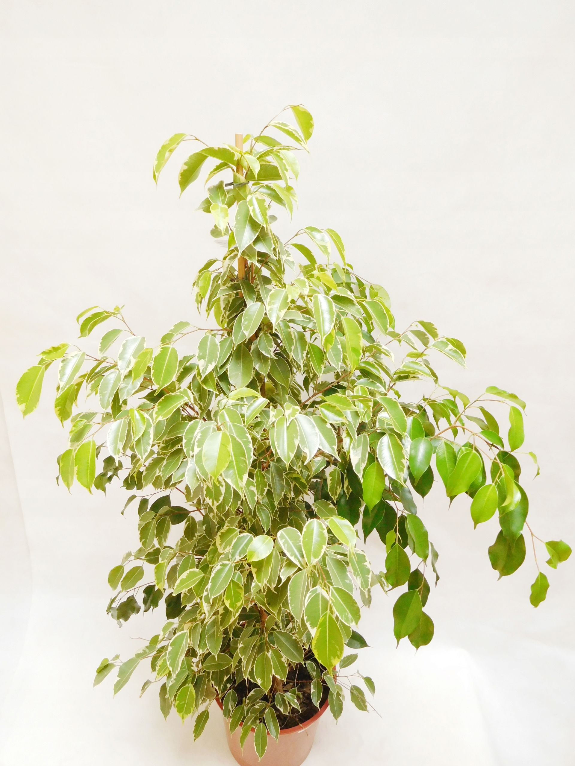 FIKUS (FICUS) BENJAMINA GOLDEN KING 130cm - 7465573508 - oficjalne ...