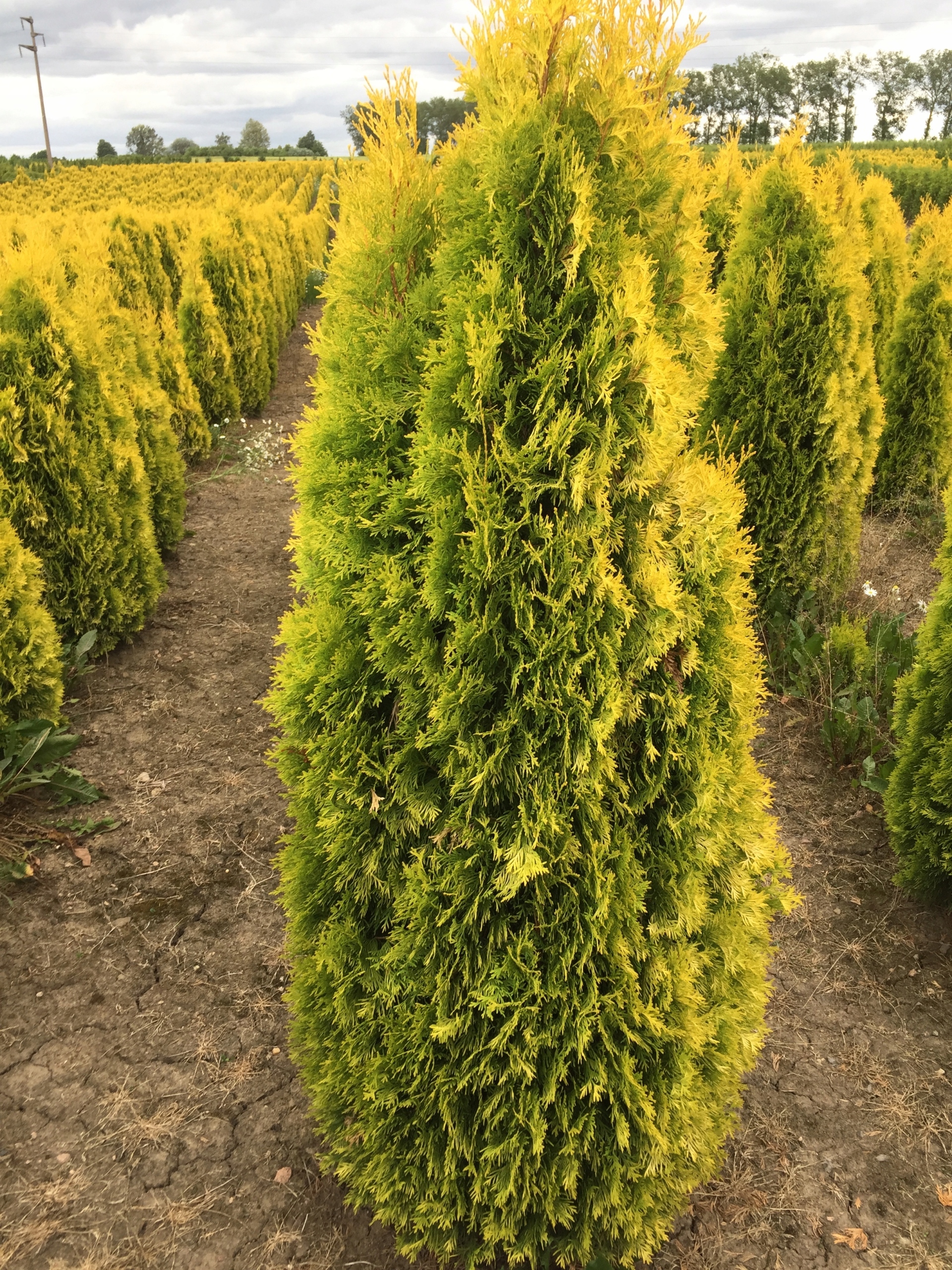 Thuja tuja GOLDEN SMARAGD szmaragd 160-180 cm - 7975852342 - oficjalne ...