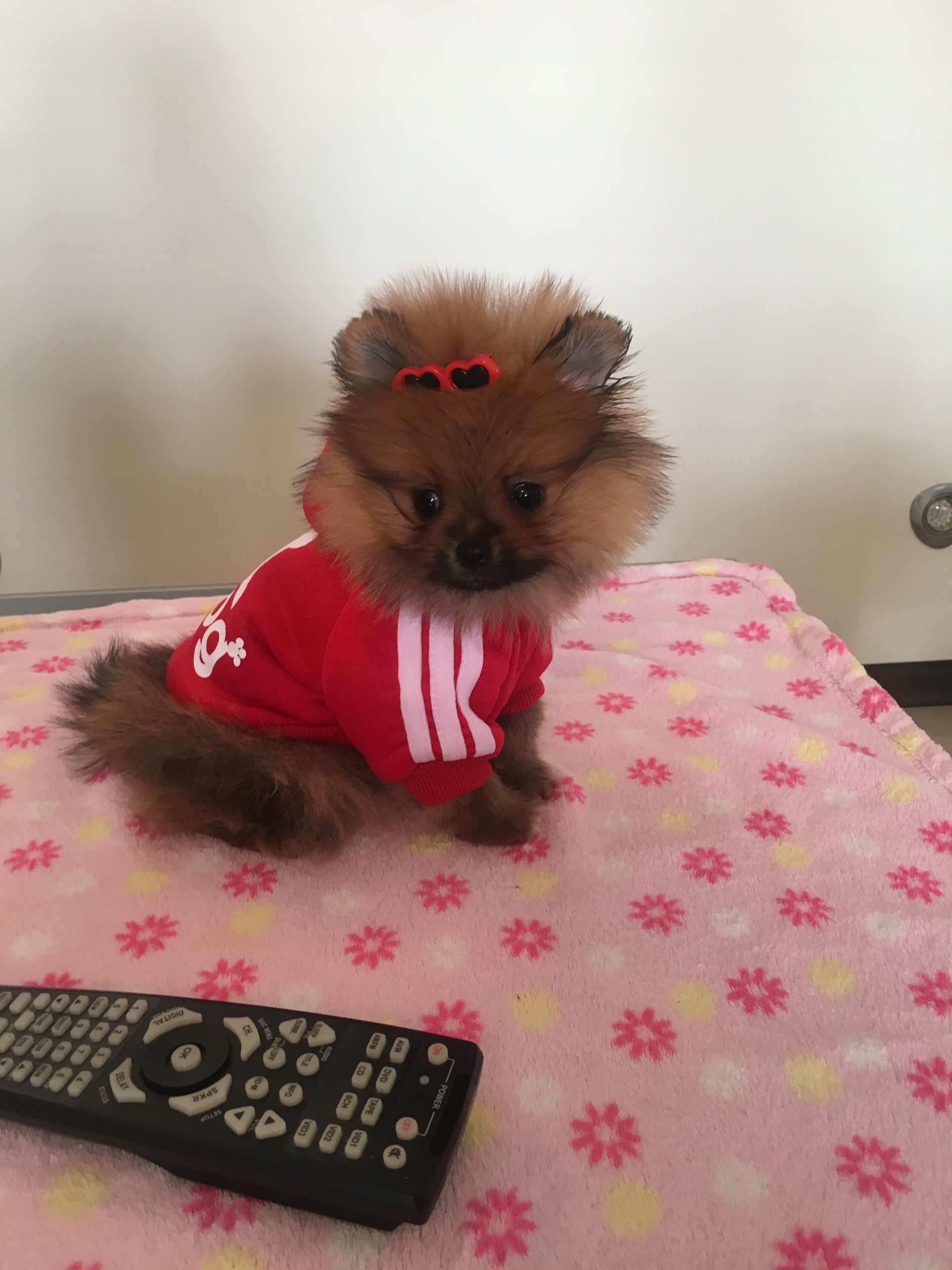 Szpic Miniaturowy Pomeranian typ BOO sunia,piesek - 7818911548 ...