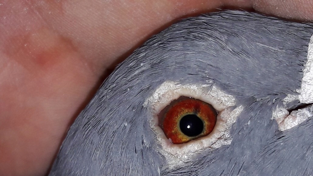 Rauw -Sablon linia BAK 17 - 7613208492 - oficjalne archiwum allegro