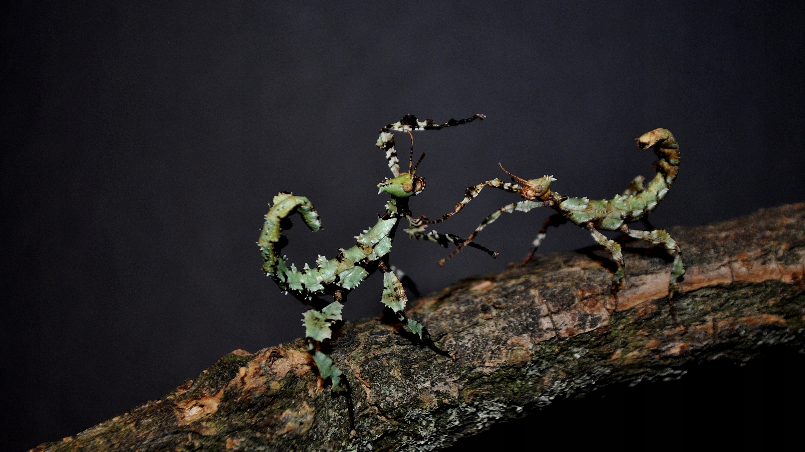 Straszyk australijski odmiana ''Lichen Morpf'' - 7941454737 - oficjalne ...