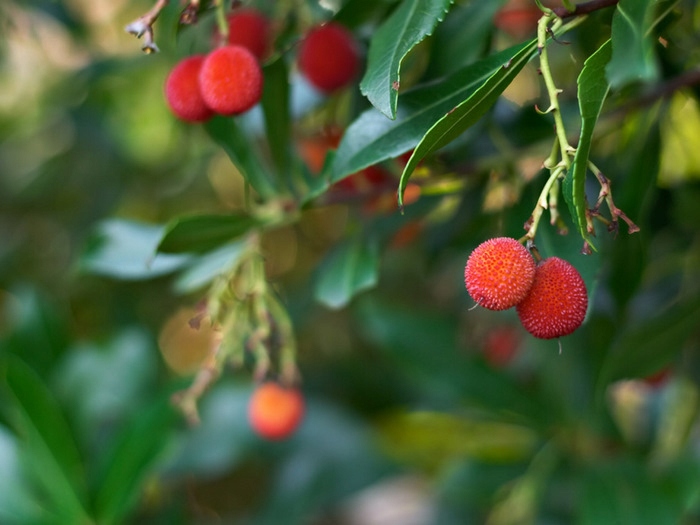 MROZOODPORNE Drzewko Truskawkowe Zielone Cały Rok - 7769088816 ...