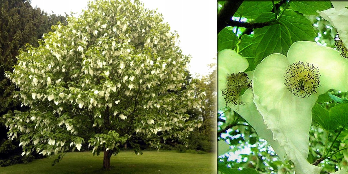 DAWIDIA CHIŃSKA~CHUSTECZKOWE DRZEWKO DUCHÓW~70 CM - 7851633199 ...