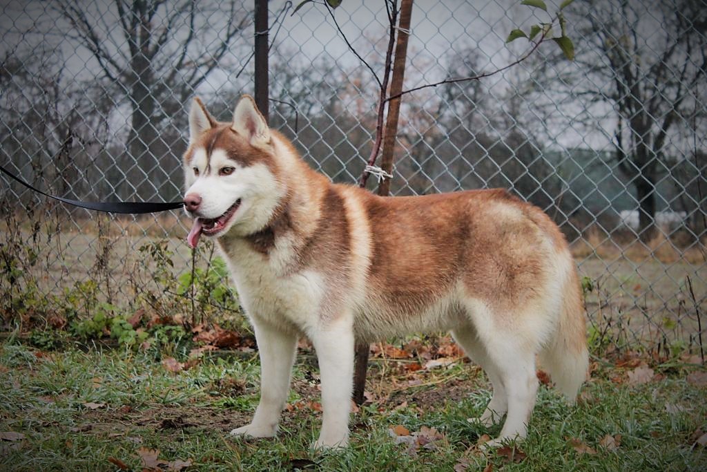 Siberian Husky / Haski / Haskie / Szczeniaki - 7166609912 - oficjalne ...