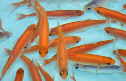 ORFA ZŁOTA RYBA STAWOWA STAW OCZKO - WAWA EKH - 7353533313 - oficjalne ...