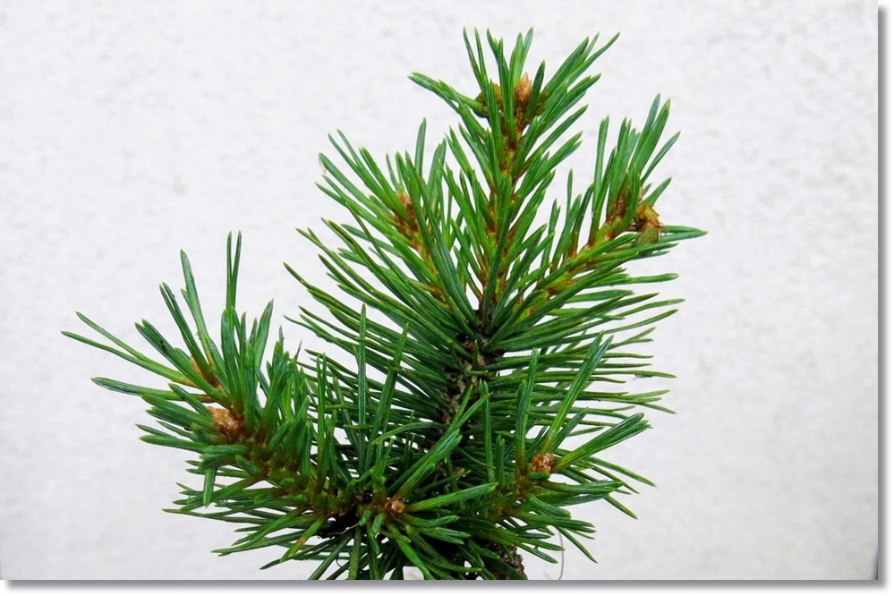 pinus sylvestris w kategorii Drzewa i krzewy iglaste w Oficjalnym ...