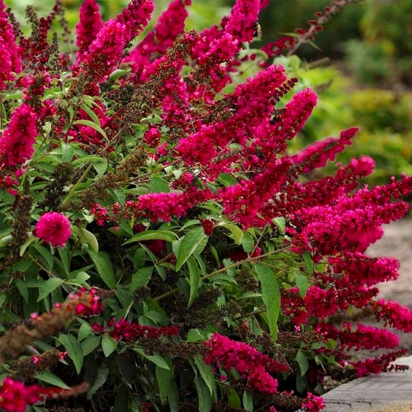 BUDLEJA ROYAL RED~MOTYLI KRZEW~~KWITNIE CAŁE LATO - 7830805314 ...