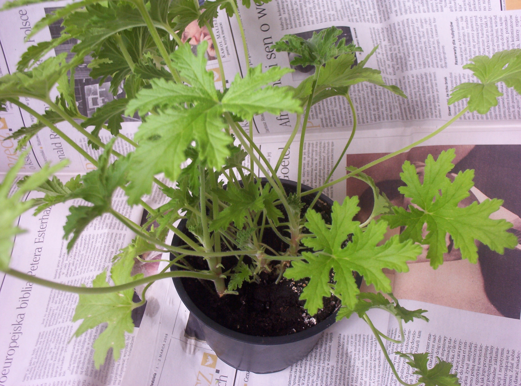 Geranium Anginowiec Anginka kwiat sadzonka osłonka - 8107479462 ...