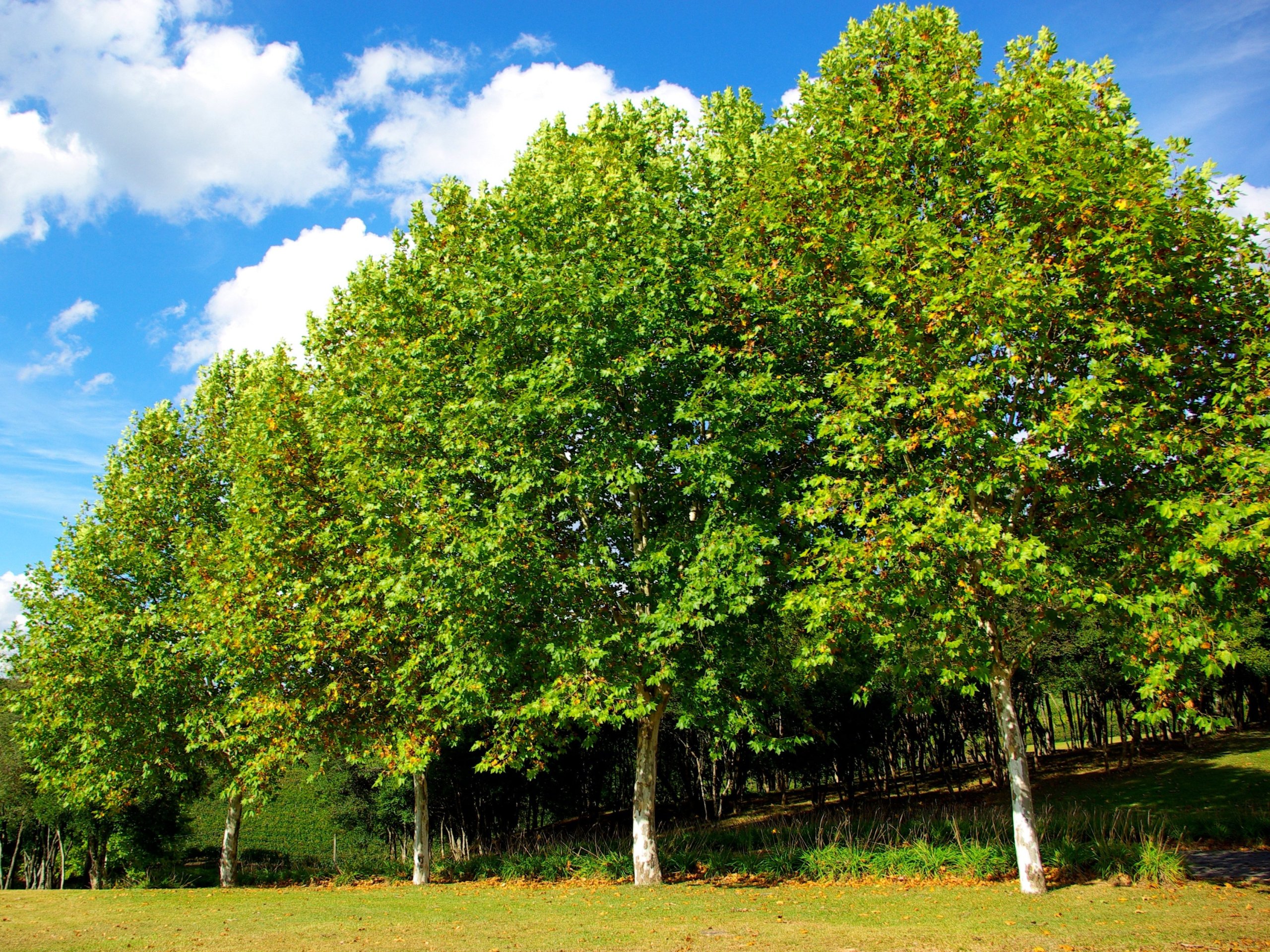 PLATAN KLONOLISTNY duża sadzonka 180cm /W DONICZCE - 8036419525 ...