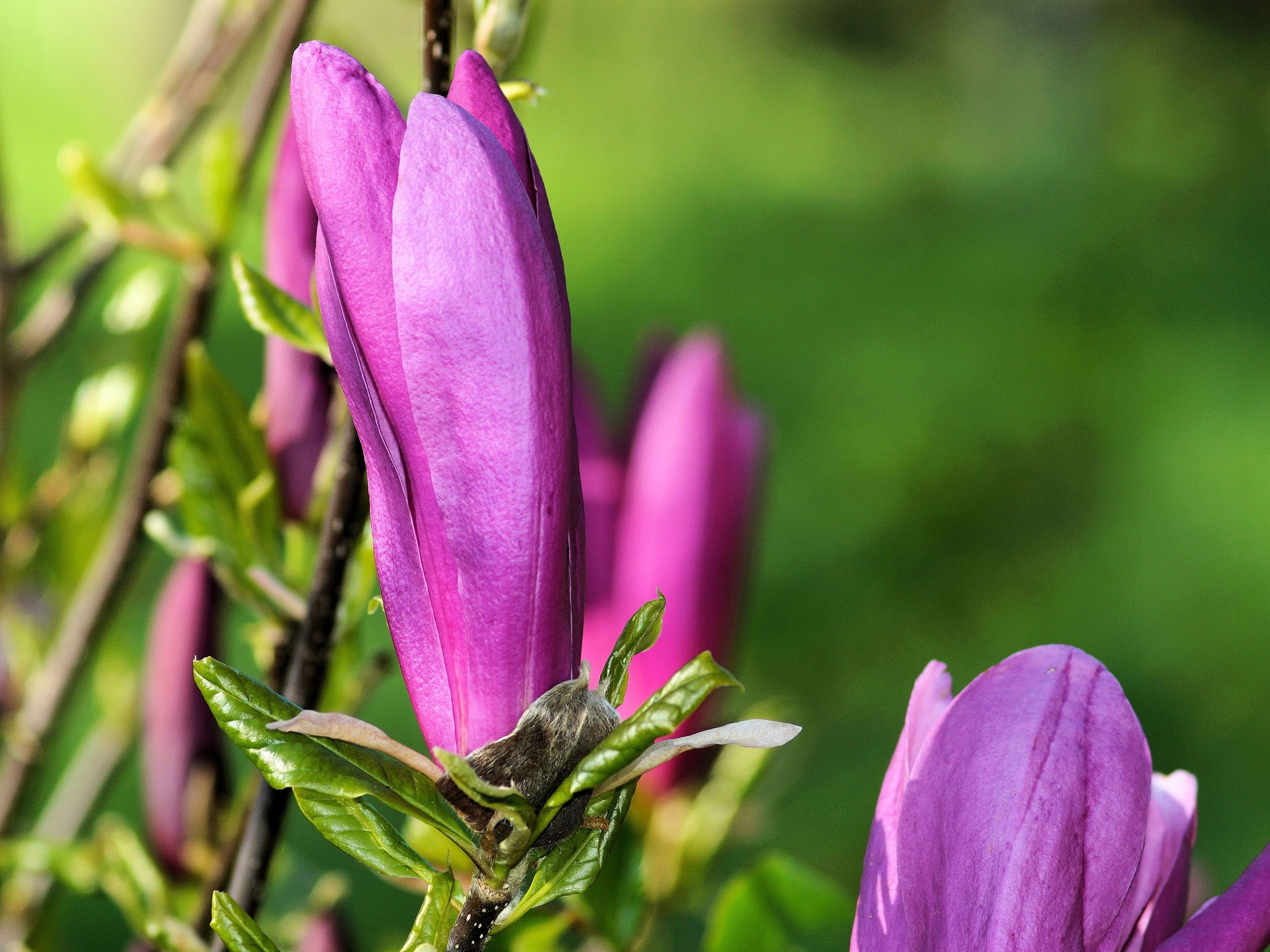 MAGNOLIA SUSAN PIĘKNA PACHNĄCA OBFICIE KWITNIE C • Cena, Opinie ...
