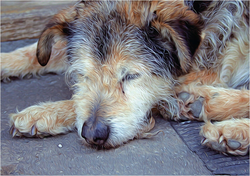 Pimpek - Niska cena na Allegro