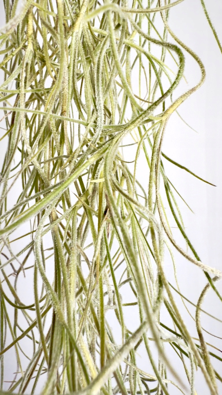 Tillandsia Usneoides – Španělský mech Vzdušná rostlina - Allegro