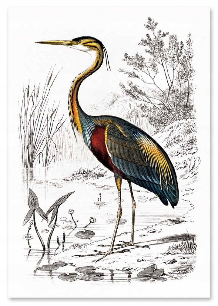 Plakat obraz czapla, pelikan, flaming bez ramy 30 x 40 cm • Cena ...