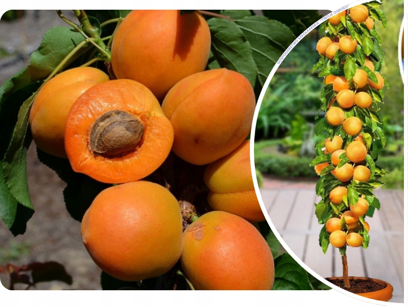 Meruňka sloupová COMPACTA "Holy Kořen" --Č.1935A za 203 Kč - Allegro