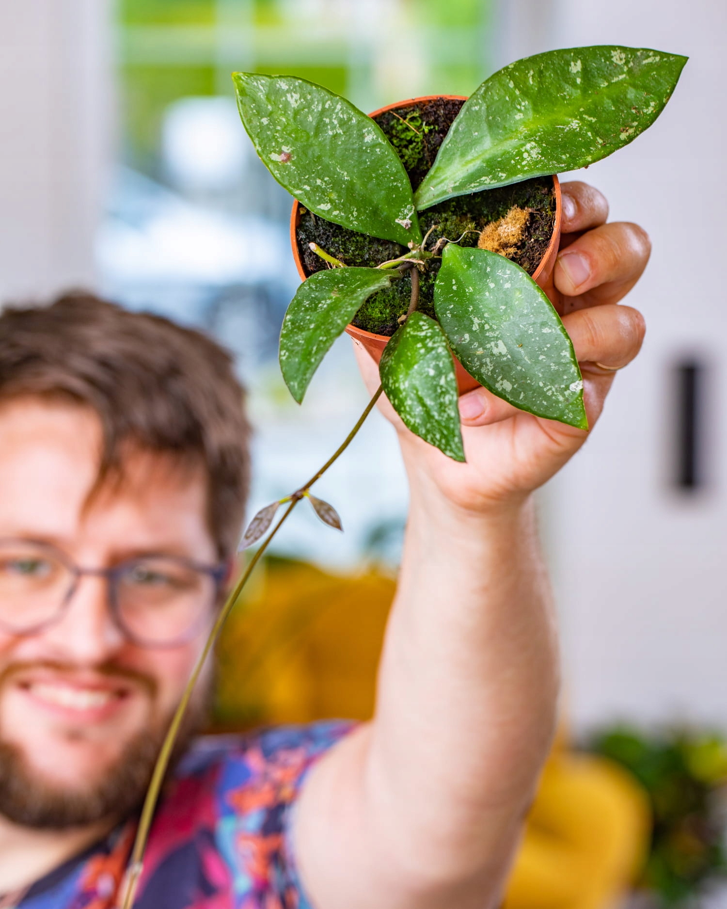 Hoya Rundumensis Splash ø10,5 cm (8721262002374) • Cena, Opinie ...