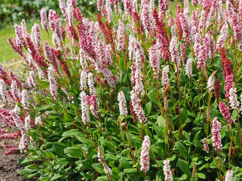 Rdest Pokrewny - Niska cena na Allegro.pl