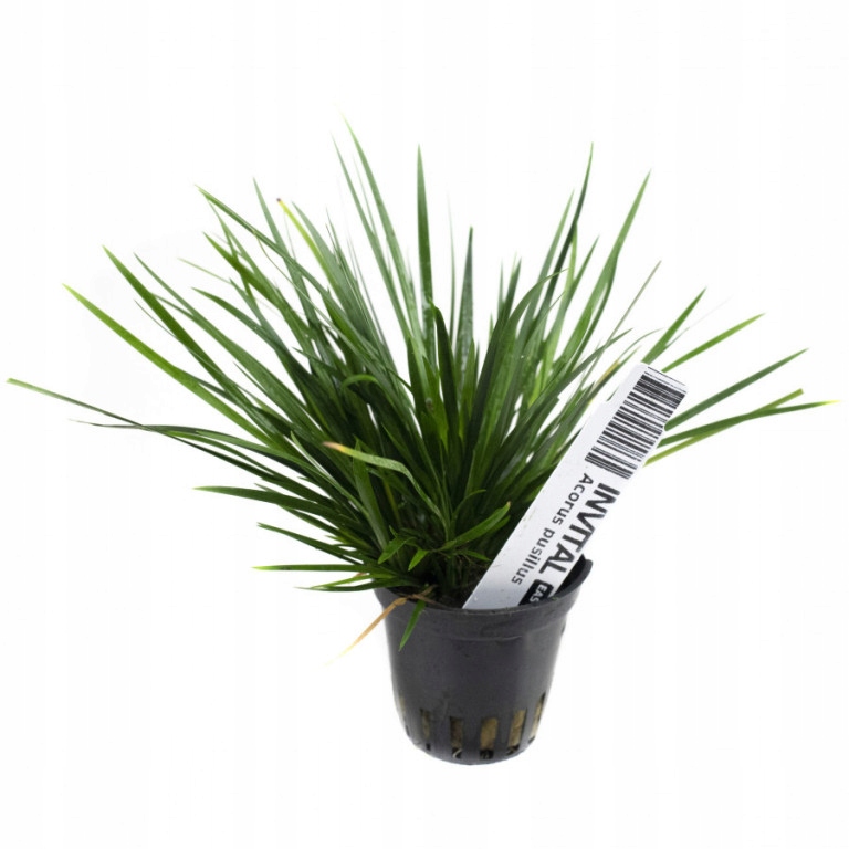 INVITAL Acorus pusillus koszyk Ø 5,5 cm (8594193847914) • Cena, Opinie ...