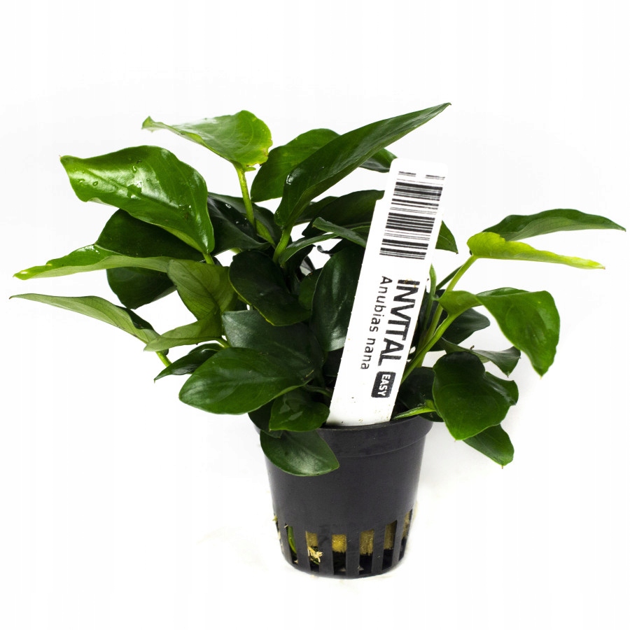 INVITAL Anubias koszyk Ø 5,5 cm (08596674003116) • Cena, Opinie ...