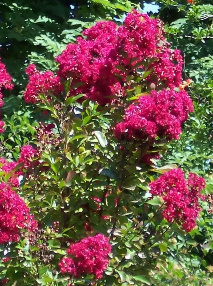 Lagerstremia indyjska DYNAMITE - Bez Południa • Cena, Opinie • Drzewa i ...