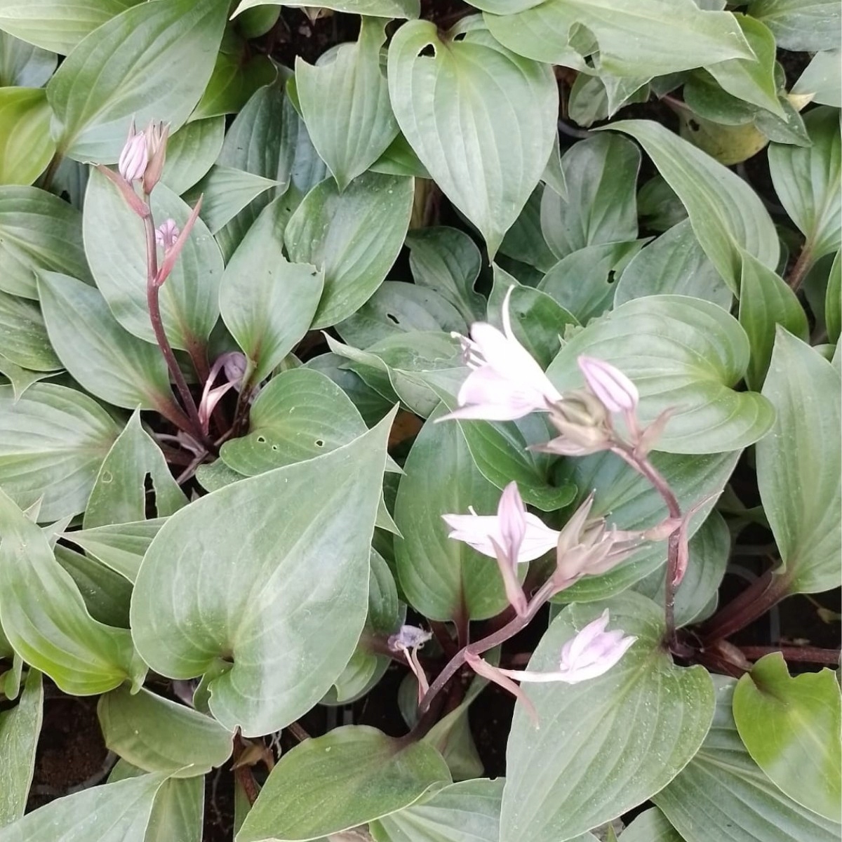 HOSTA FUNKIA 'FIRST BLUSH' C1 (doniczka 1-litrowa) • Cena, Opinie ...