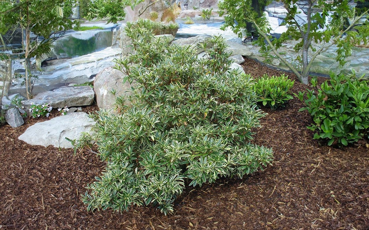 Rhododendron ponticum 'Variegatum' | Różanecznik pontyjski 'Variegatum ...