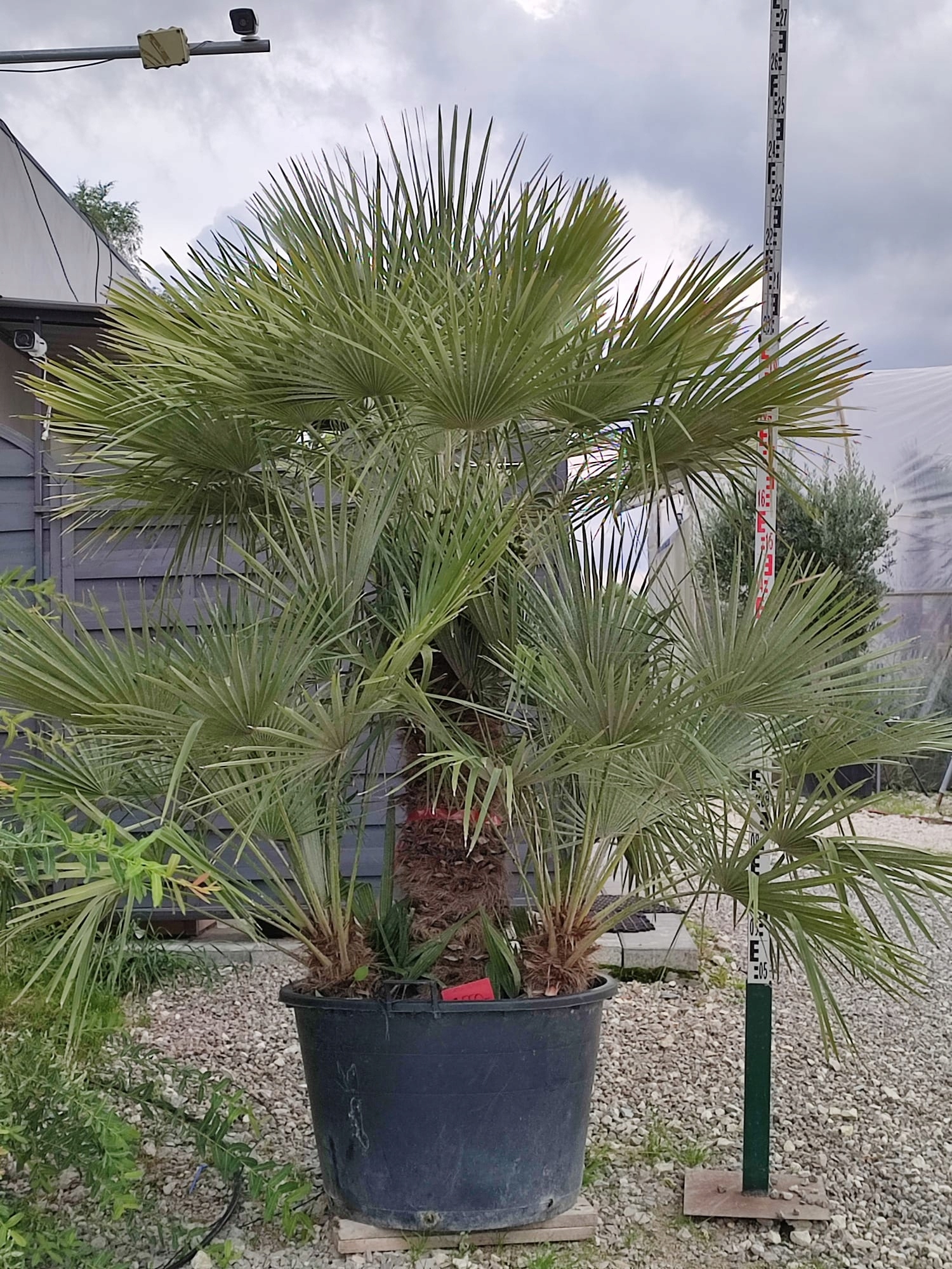 PALMA MROZOODPORNA KARŁATKA CHAMAEROPS HUMILIS • Cena, Opinie • Drzewa ...