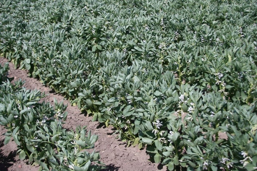 1KG NASIONA BOBU DO SADZENIA BÓB BACHUS BIAŁY DUŻY • Cena, Opinie ...