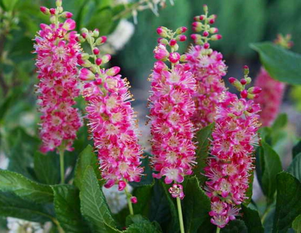 Orszelina Pink Spire Clethra alnifolia Różowa 3L • Cena, Opinie ...