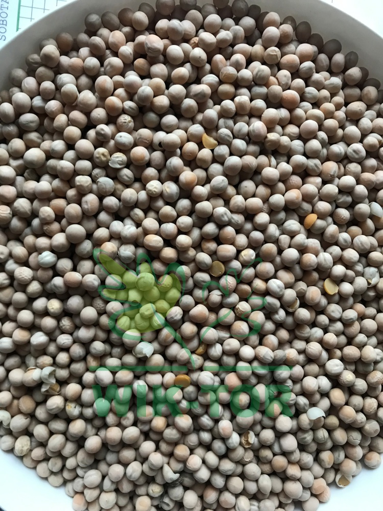 Groch cysterski 1kg siewny na poplon kiełki • Cena, Opinie • Warzywa ...