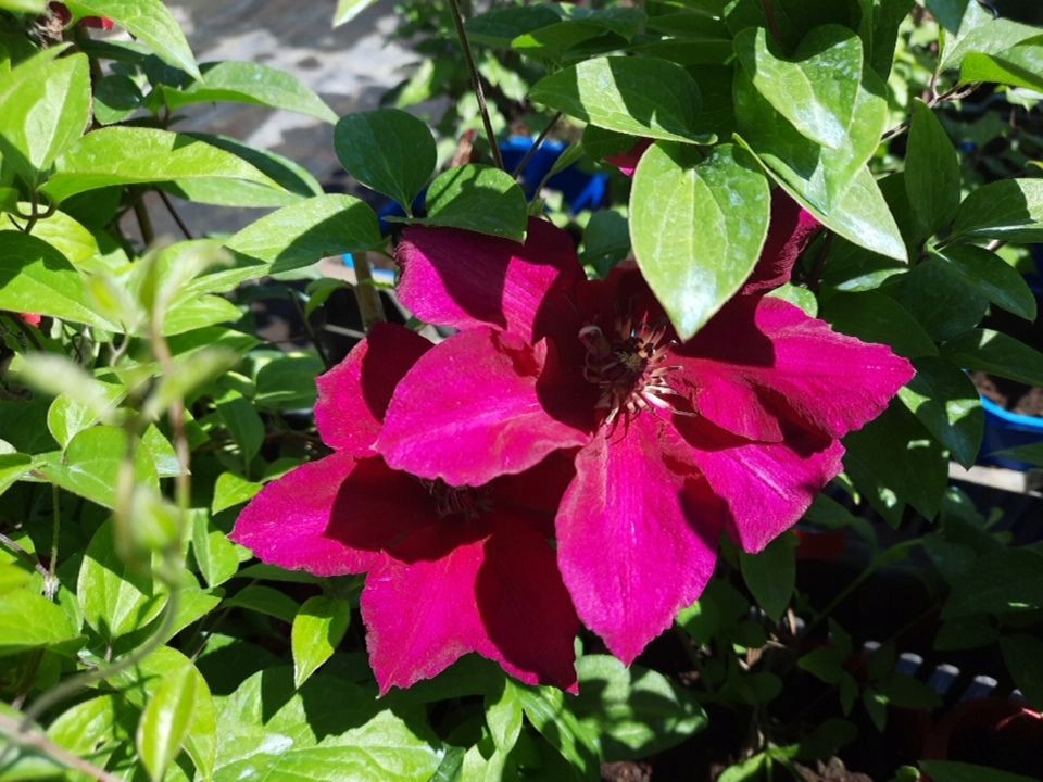 CLEMATIS POWOJNIK PERIDA FIOLETOWY SADZONKA XXL • Cena, Opinie ...