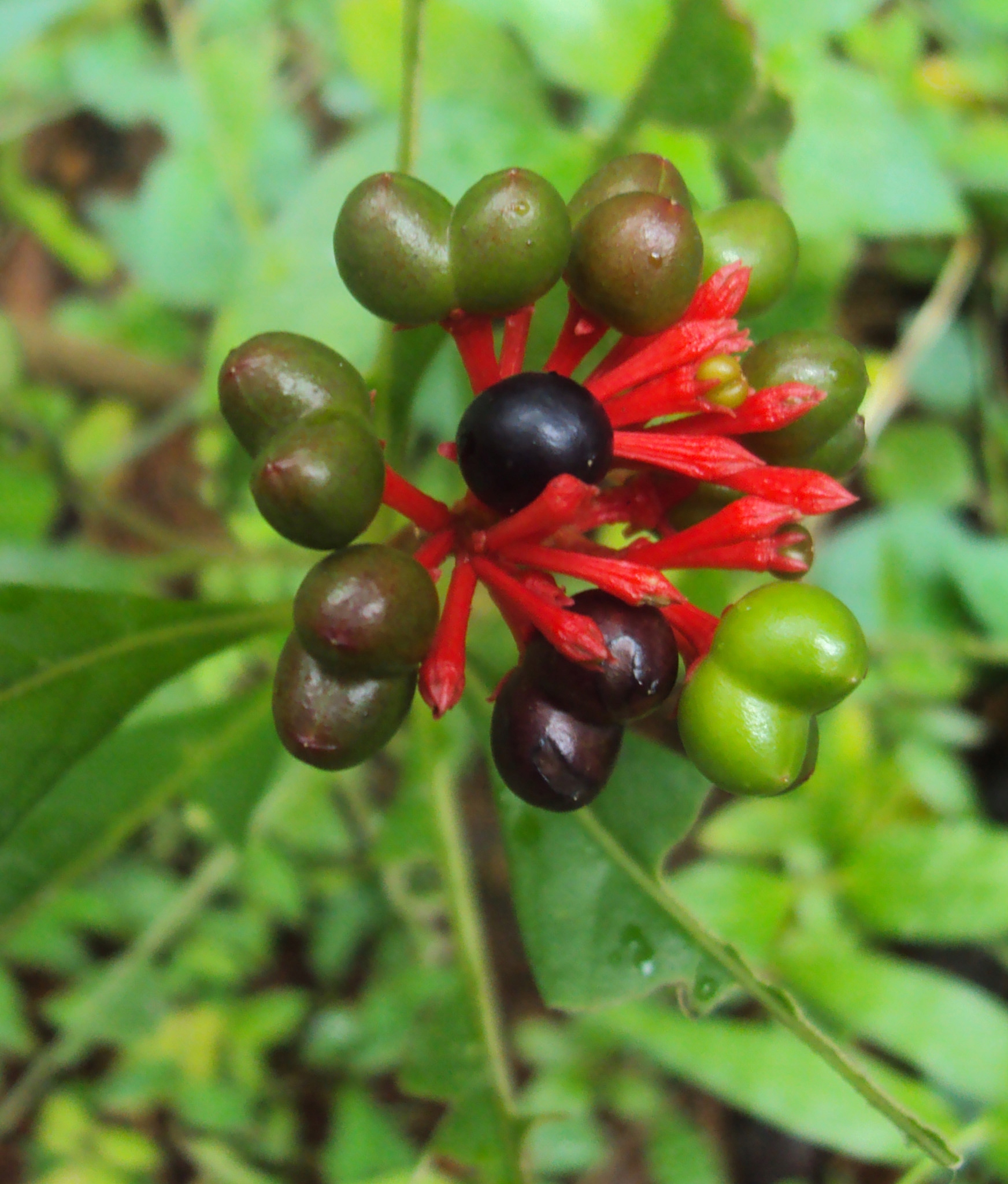Nasiona Ethno-garden Rauwolfia Żmijowa 1 g (5905215174674) • Cena ...