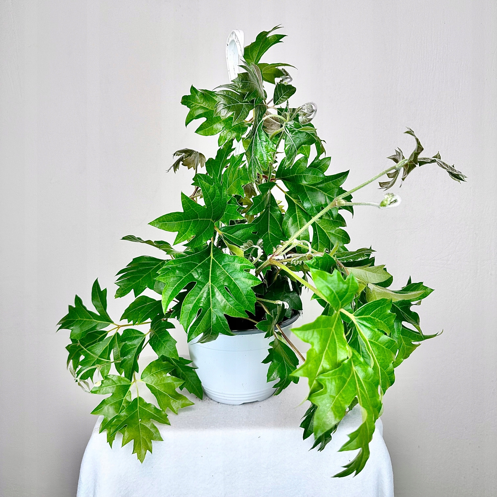 CISSUS ROMBOLISTNY Ellen Danica Cisus don.15cm wisząca • Cena, Opinie ...