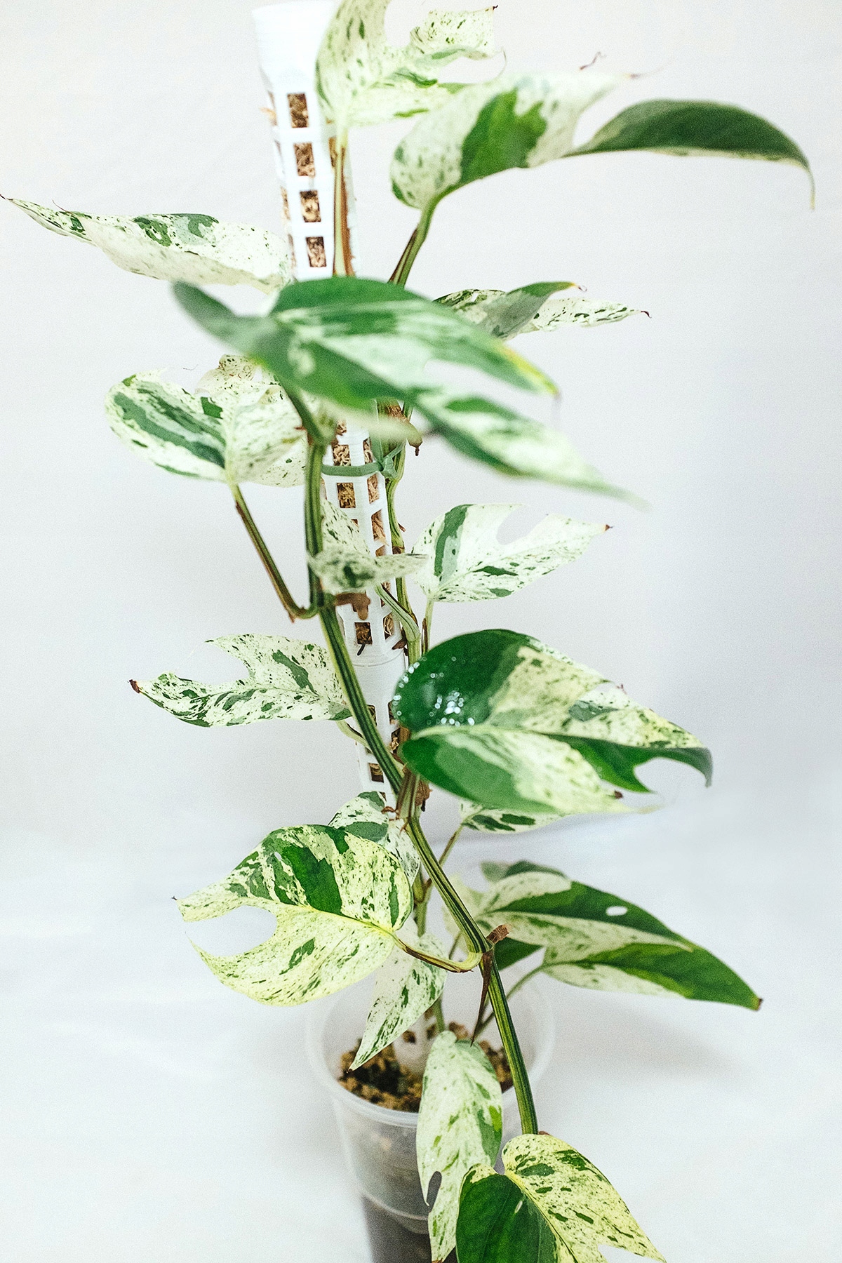 Epipremnum -godzilla Variegata- Sadzonka - Rośliny i kwiaty doniczkowe ...