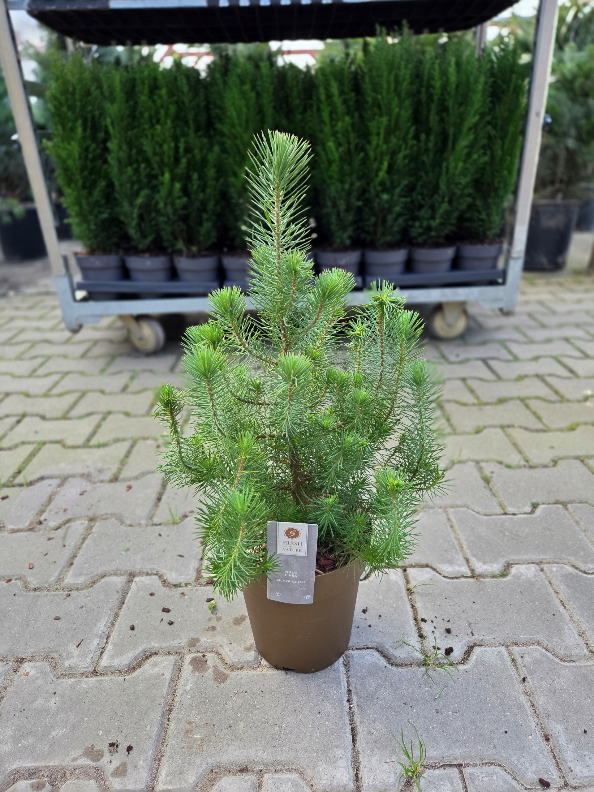 Pinus pinea Silver Crest – Fenyő fenyő C3, • Ár, Vélemények - Allegro