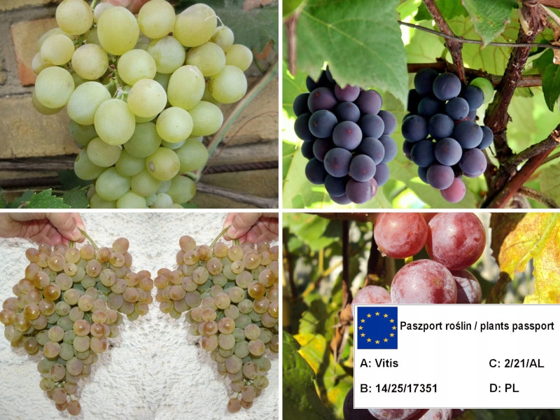 Winorośl 'Vitis' ZEST. DESEROWY (583) • Cena, Opinie • Rośliny owocowe ... Winorośl 'Vitis' ZEST. DESEROWY (583) • Cena, Opinie • Rośliny owocowe ...