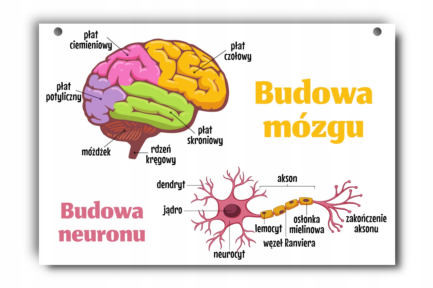 Interesująca tablica budowa mózgu mózg neuron A4 13786103418 - Allegro.pl