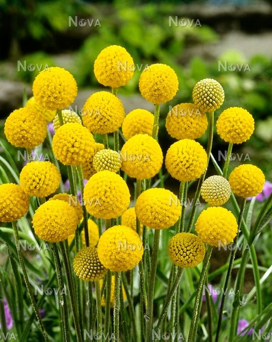 Kraspedia, Craspedia globosa, suche bukiety • Cena, Opinie • Rośliny ...