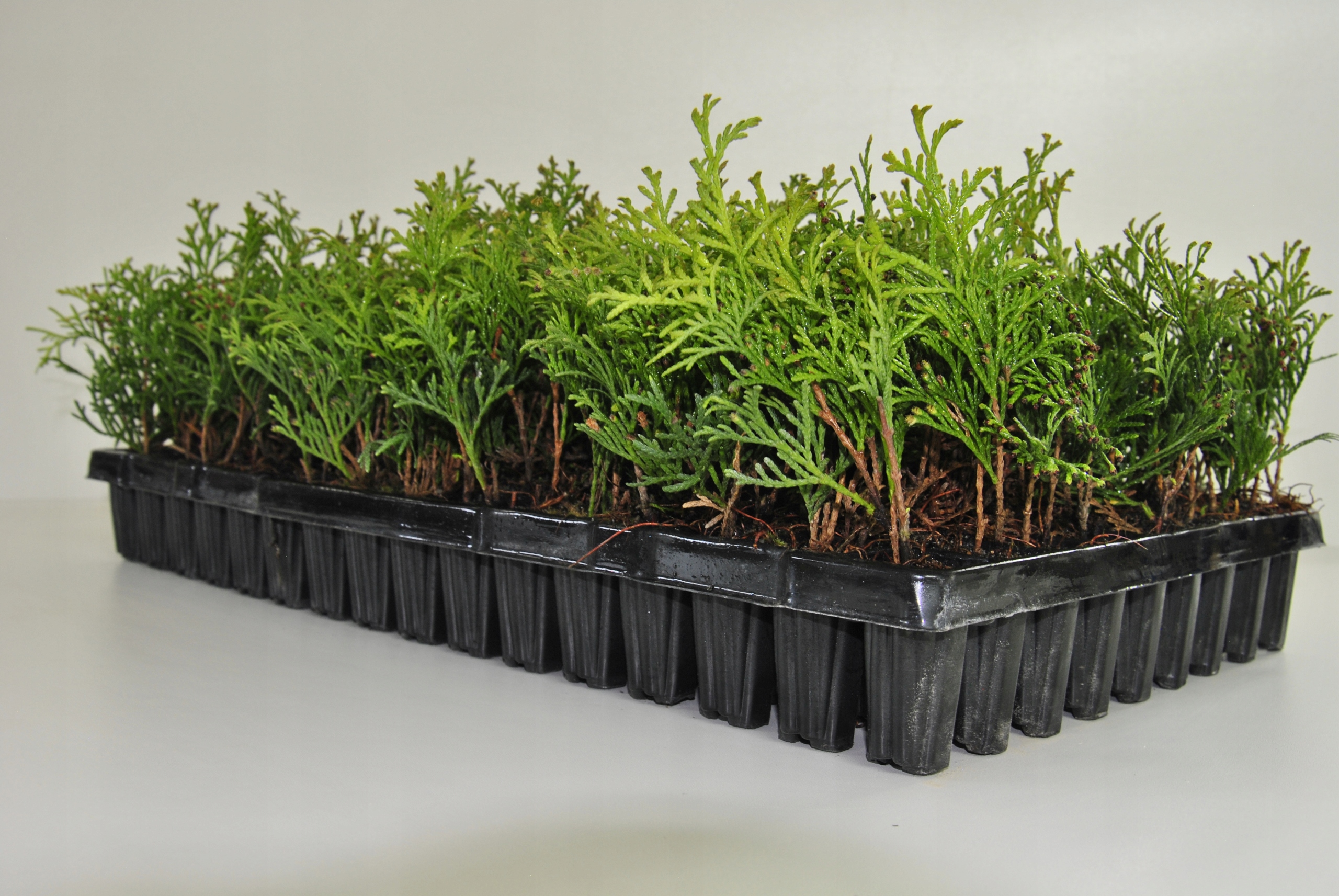 TUJA SZMARAGD SADZONKI THUJA SMARAGD MULTIPALETA • Cena, Opinie ...