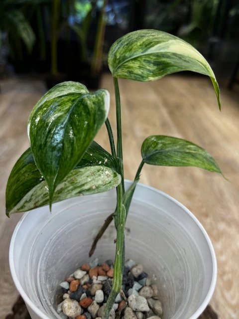 Scindapsus hederaceous blue albo marble #1 • Cena, Opinie • Rośliny ...