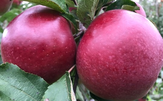 Jabłoń Ligol - Niska cena na Allegro.pl