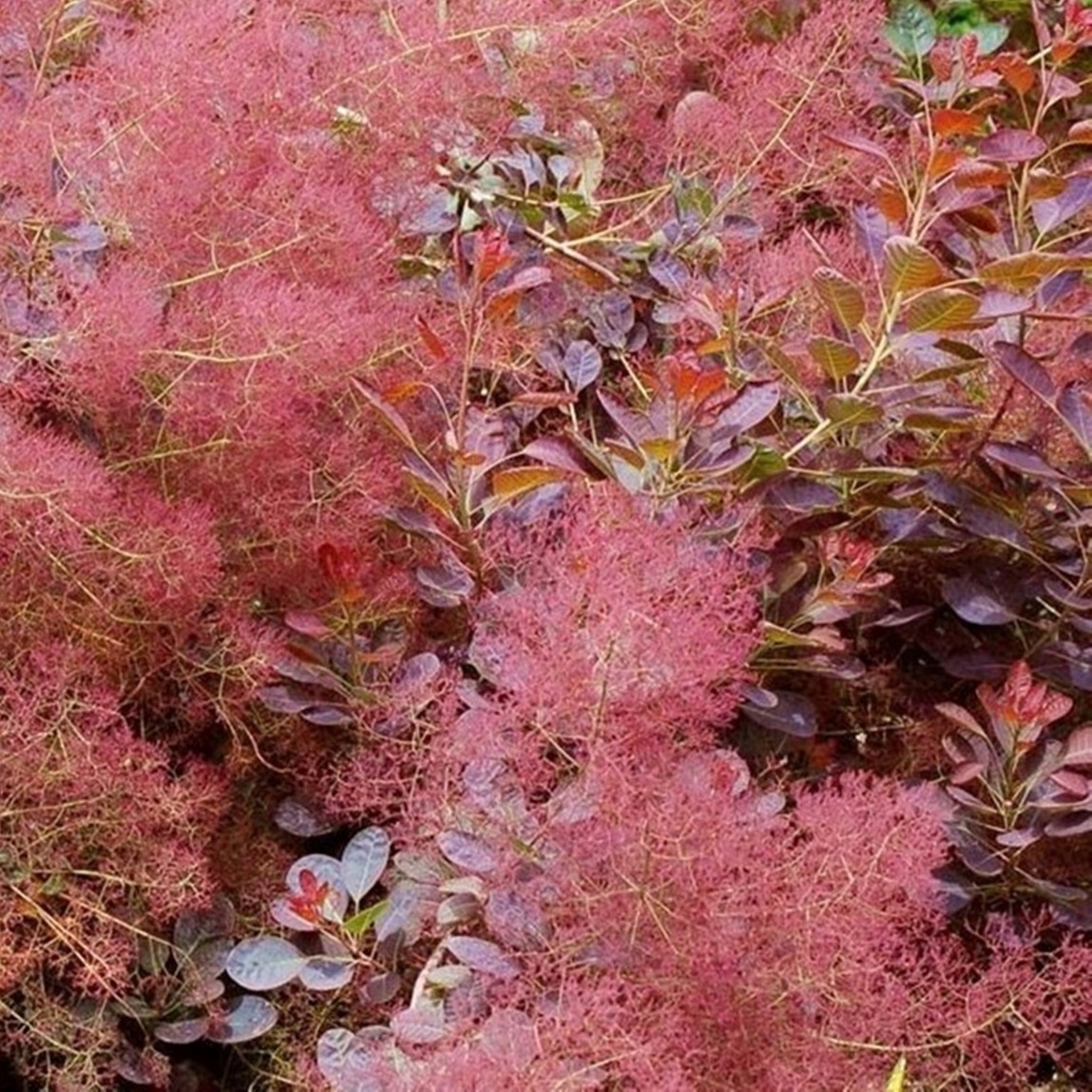 COTINUS 'ROYAL PURPLE' PODOLSKI PARÓKA za 2005.00HUF-ért - Allegro