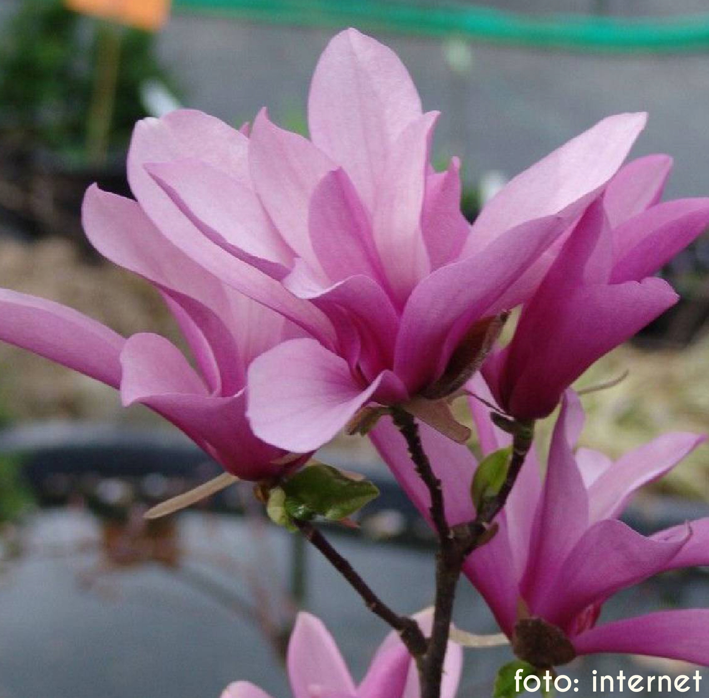 MAGNOLIA 'BETTY' C2 • Cena, Opinie • Drzewa i krzewy liściaste ...